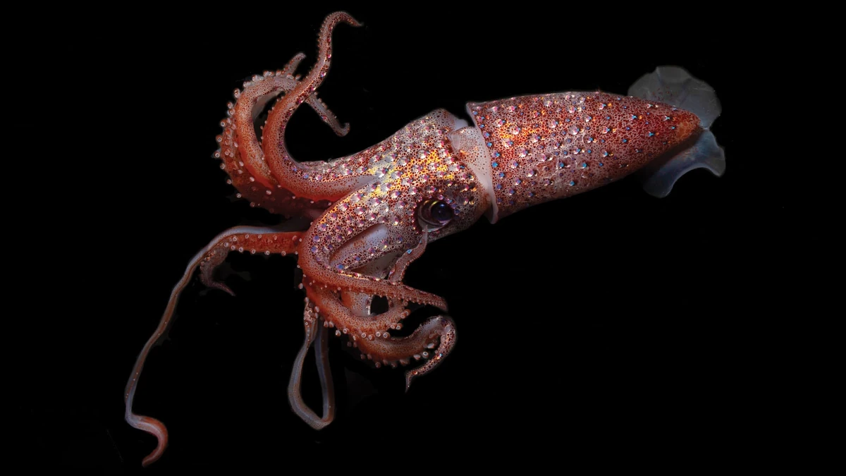Elongate Jewel Squid | NatureRules1 Wiki | Fandom