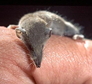 Etruscan Shrew | NatureRules1 Wiki | Fandom