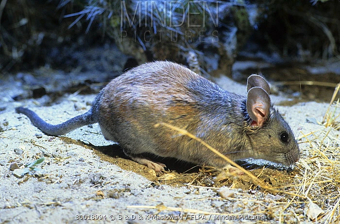 Desert Woodrat | NatureRules1 Wiki | Fandom