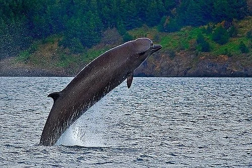 Southern Bottlenose Whale | NatureRules1 Wiki | Fandom