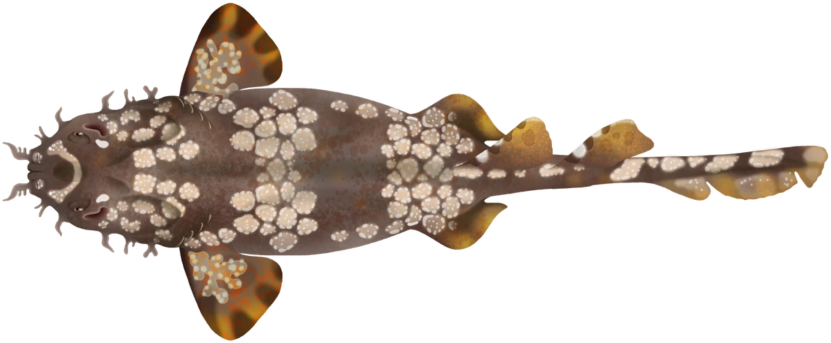 Floral Banded Wobbegong | NatureRules1 Wiki | Fandom