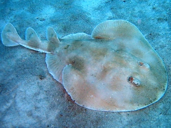 Lesser Electric Ray | NatureRules1 Wiki | Fandom