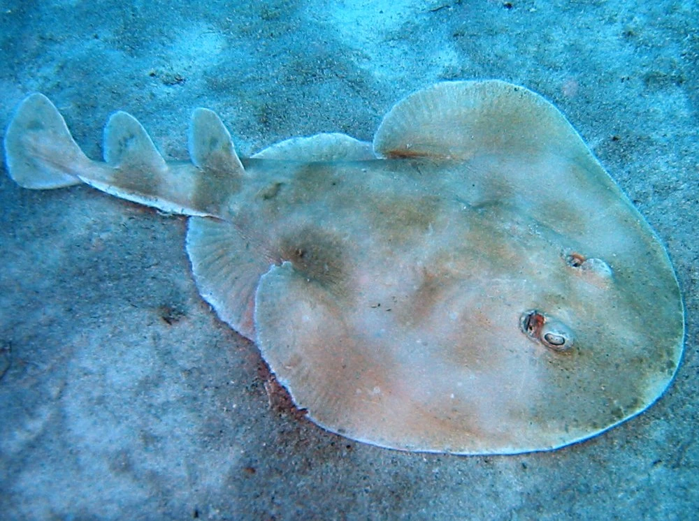 Lesser Electric Ray | NatureRules1 Wiki | Fandom