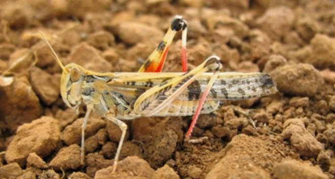 Australian Plague Locust | NatureRules1 Wiki | Fandom