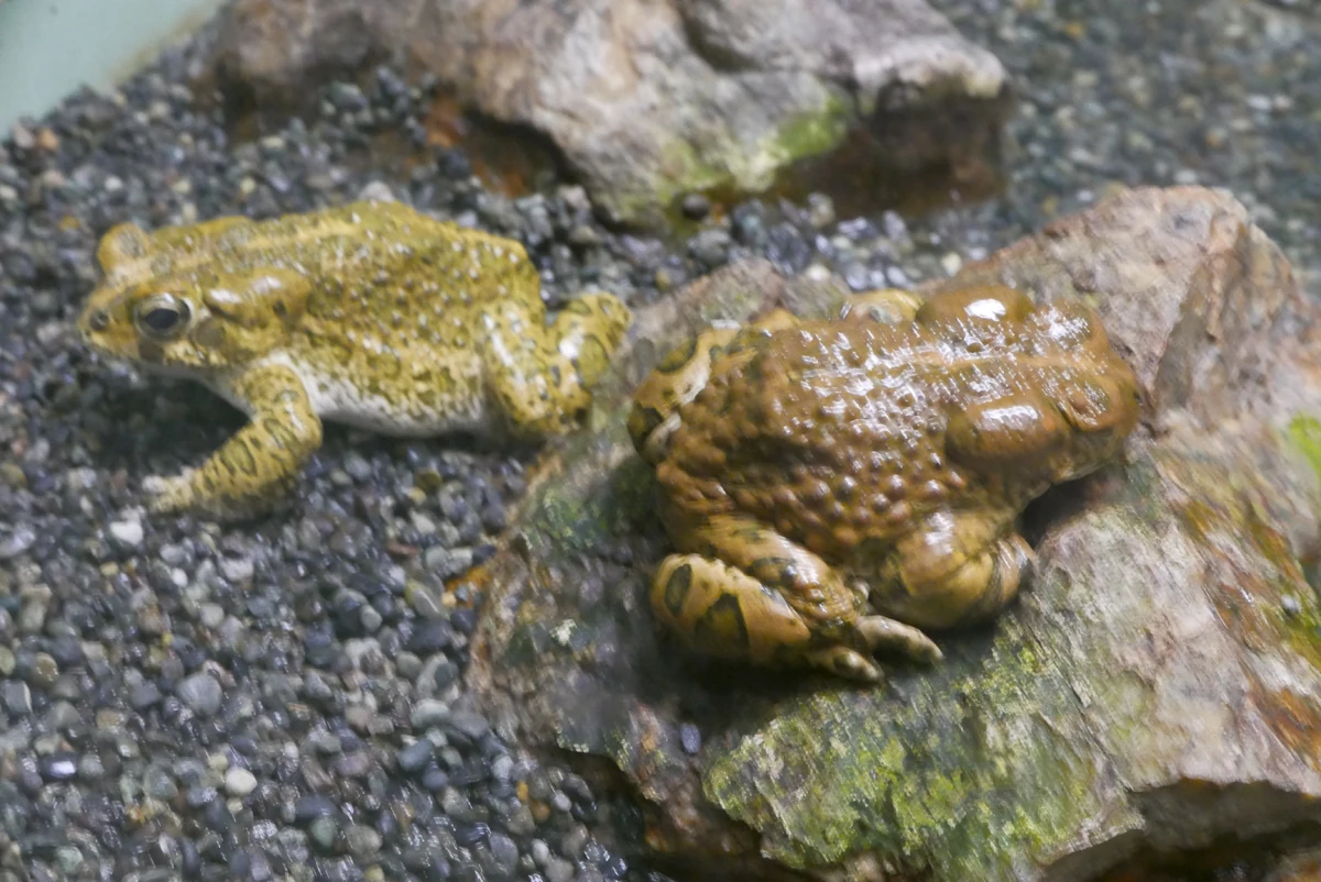Natterjack Toad | NatureRules1 Wiki | Fandom