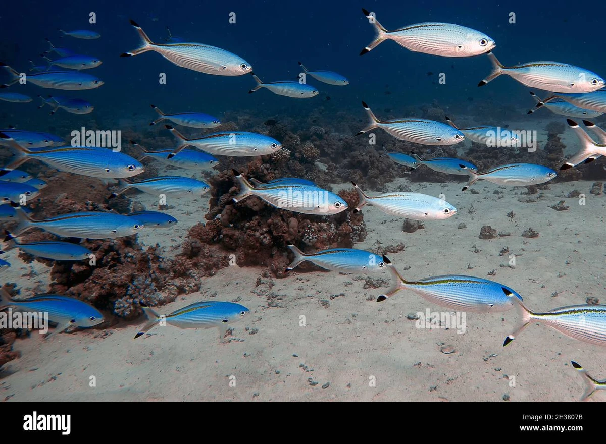 Suez Fusilier | NatureRules1 Wiki | Fandom