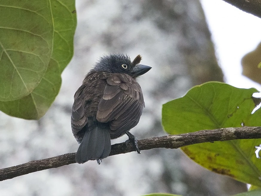 Grey-throated Barbet | NatureRules1 Wiki | Fandom