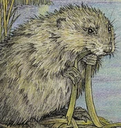 Muskrat | NatureRules1 Wiki | Fandom