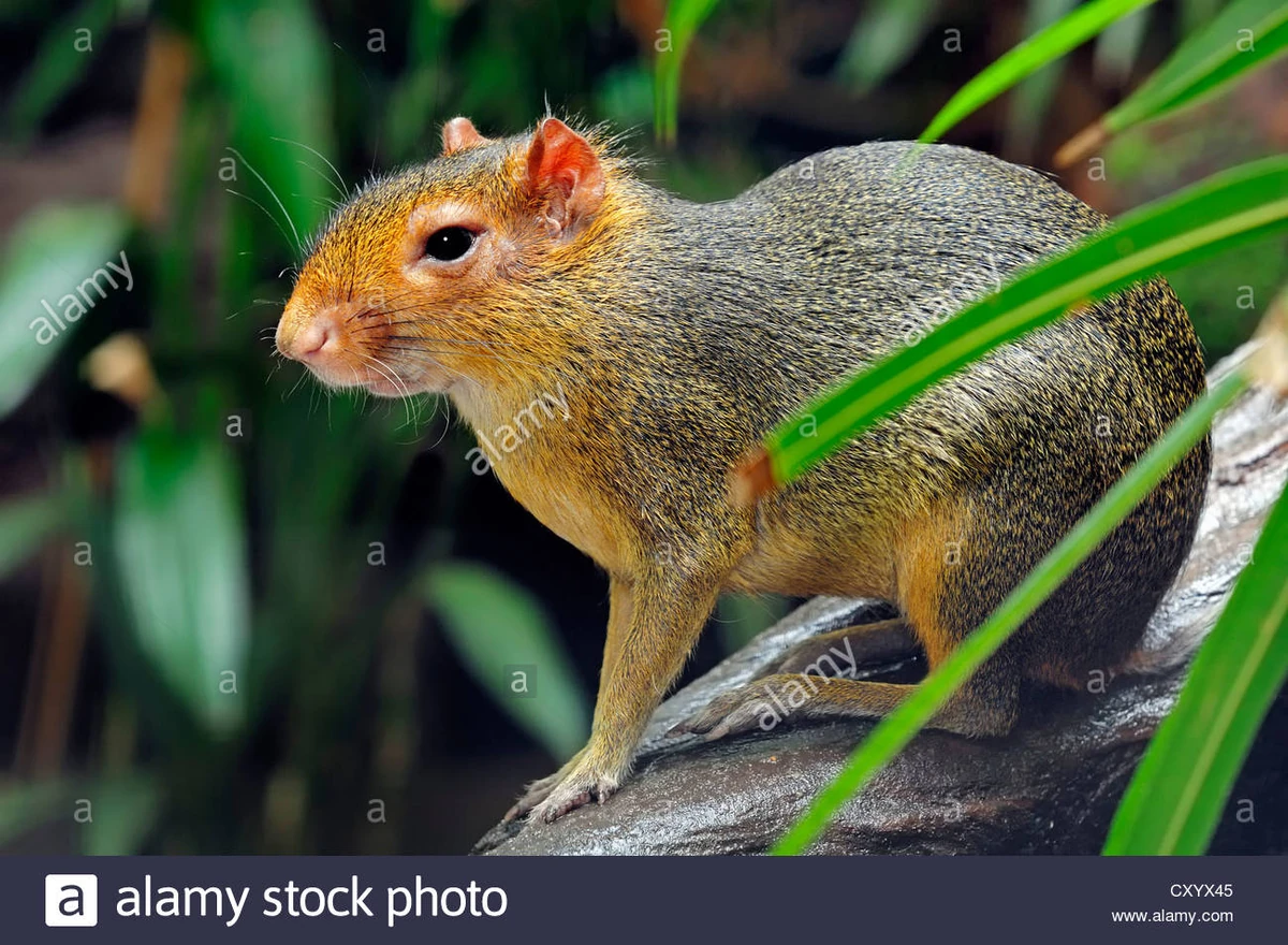 Green Acouchi | NatureRules1 Wiki | Fandom