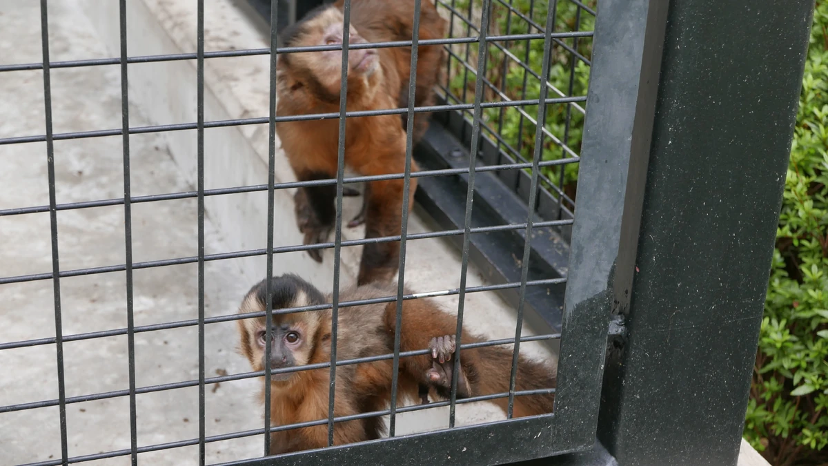 Wedge-capped Capuchin | NatureRules1 Wiki | Fandom