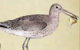 Willet | NatureRules1 Wiki | Fandom