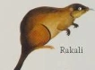 Rakali | NatureRules1 Wiki | Fandom