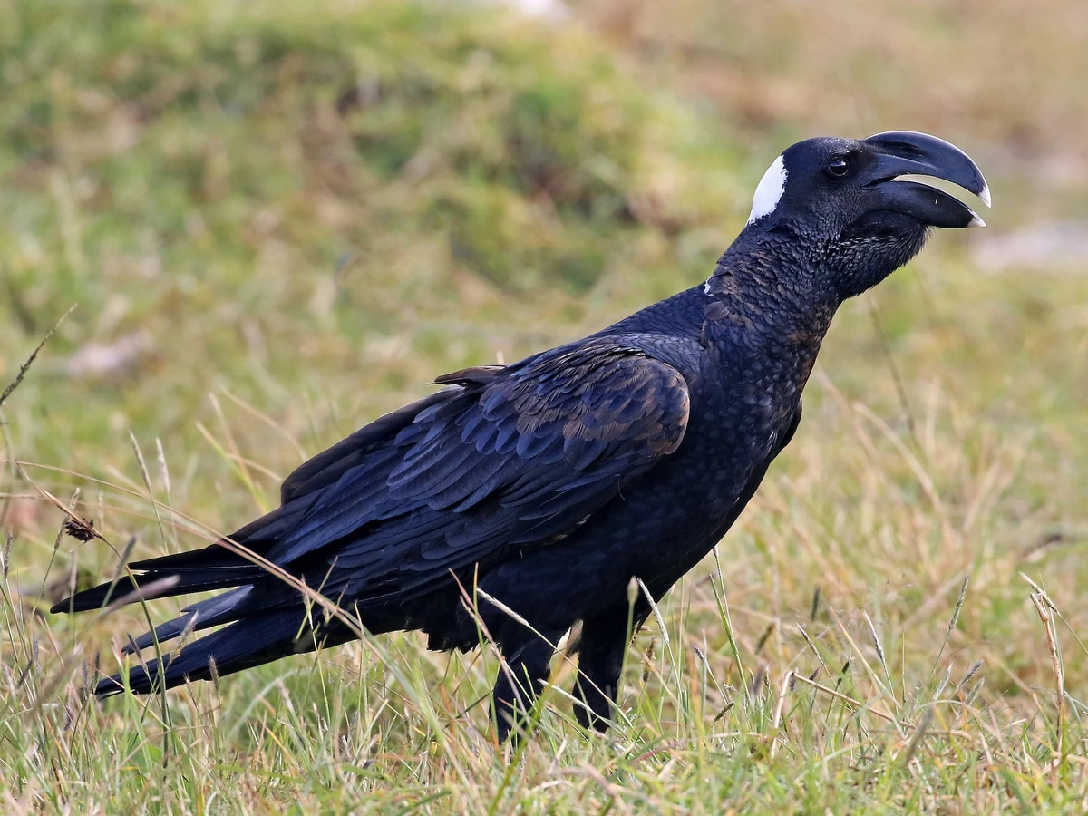 Thick-billed Raven | NatureRules1 Wiki | Fandom