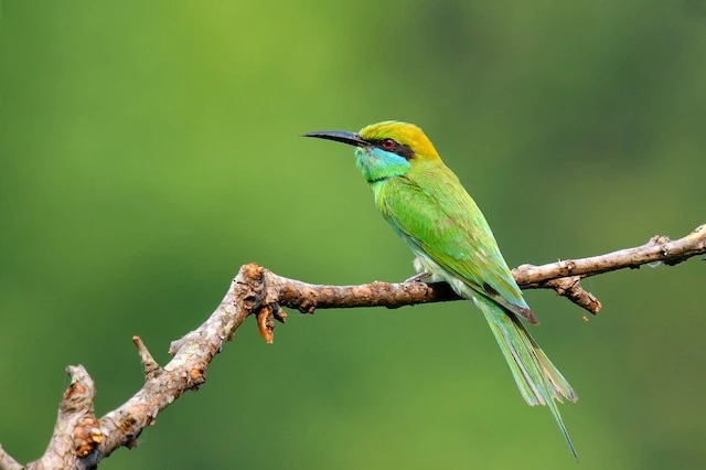 Asian Green Bee-eater | NatureRules1 Wiki | Fandom