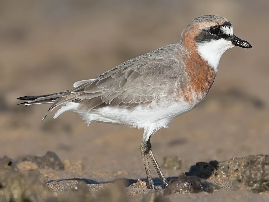 Siberian Sand-plover | NatureRules1 Wiki | Fandom