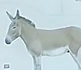 African Wild Ass | NatureRules1 Wiki | Fandom