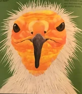 Egyptian Vulture | NatureRules1 Wiki | Fandom