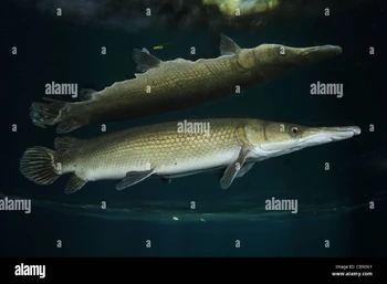 Cuban Gar | NatureRules1 Wiki | Fandom