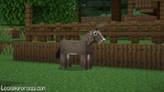 Provence Donkey | NatureRules1 Wiki | Fandom