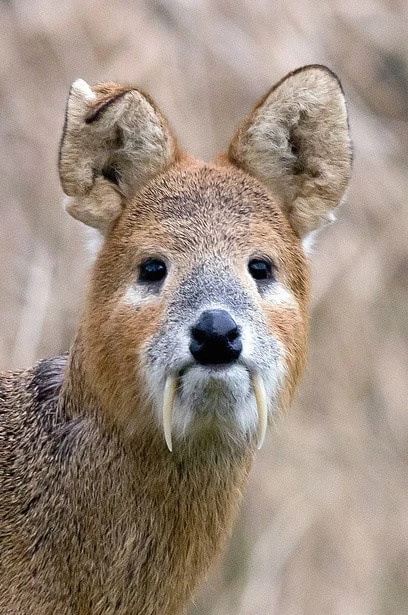 Water Deer | NatureRules1 Wiki | Fandom