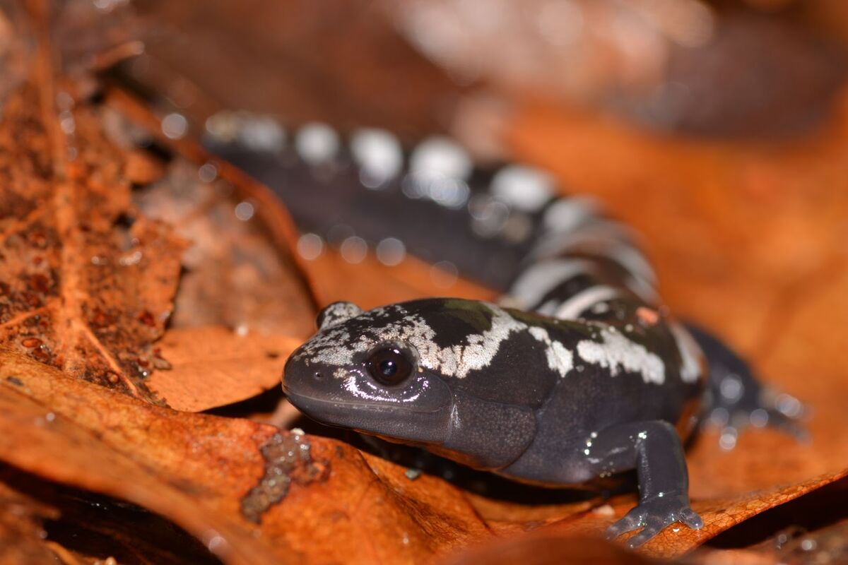 Marbled Salamander | NatureRules1 Wiki | Fandom