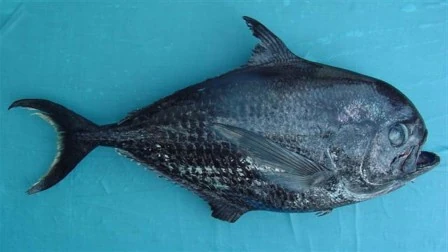 Sickle Pomfret | NatureRules1 Wiki | Fandom