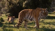 Bengal Tiger | NatureRules1 Wiki | Fandom