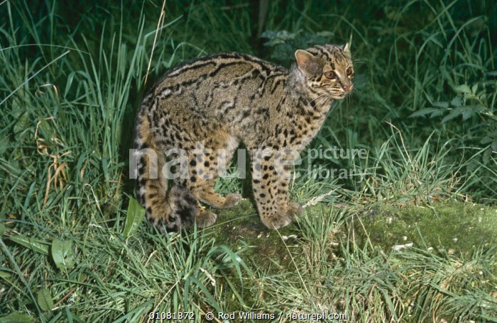 Marbled Cat | NatureRules1 Wiki | Fandom