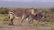 Mountain Zebra | NatureRules1 Wiki | Fandom
