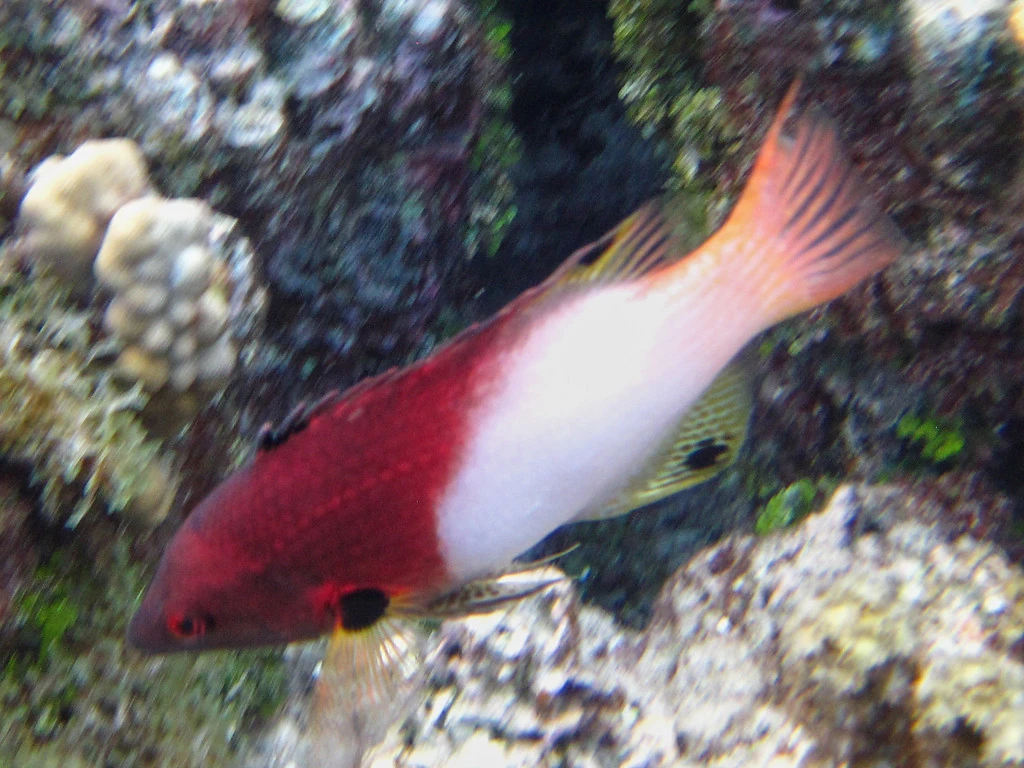 Axilspot Wrasse | NatureRules1 Wiki | Fandom