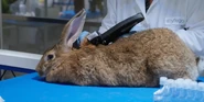 Domestic Rabbit | NatureRules1 Wiki | Fandom