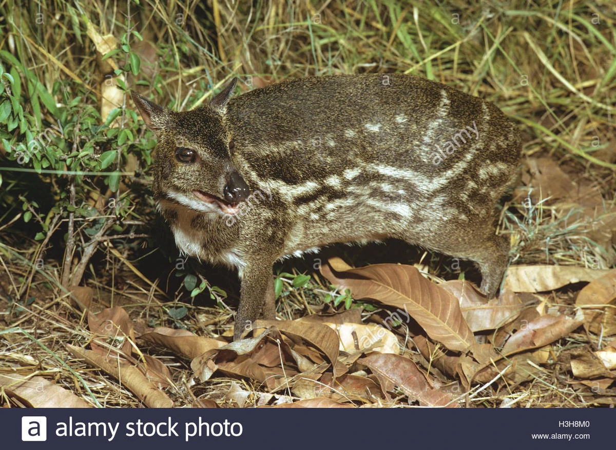 Indian Spotted Chevrotain | NatureRules1 Wiki | Fandom