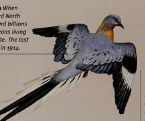 Passenger Pigeon | NatureRules1 Wiki | Fandom