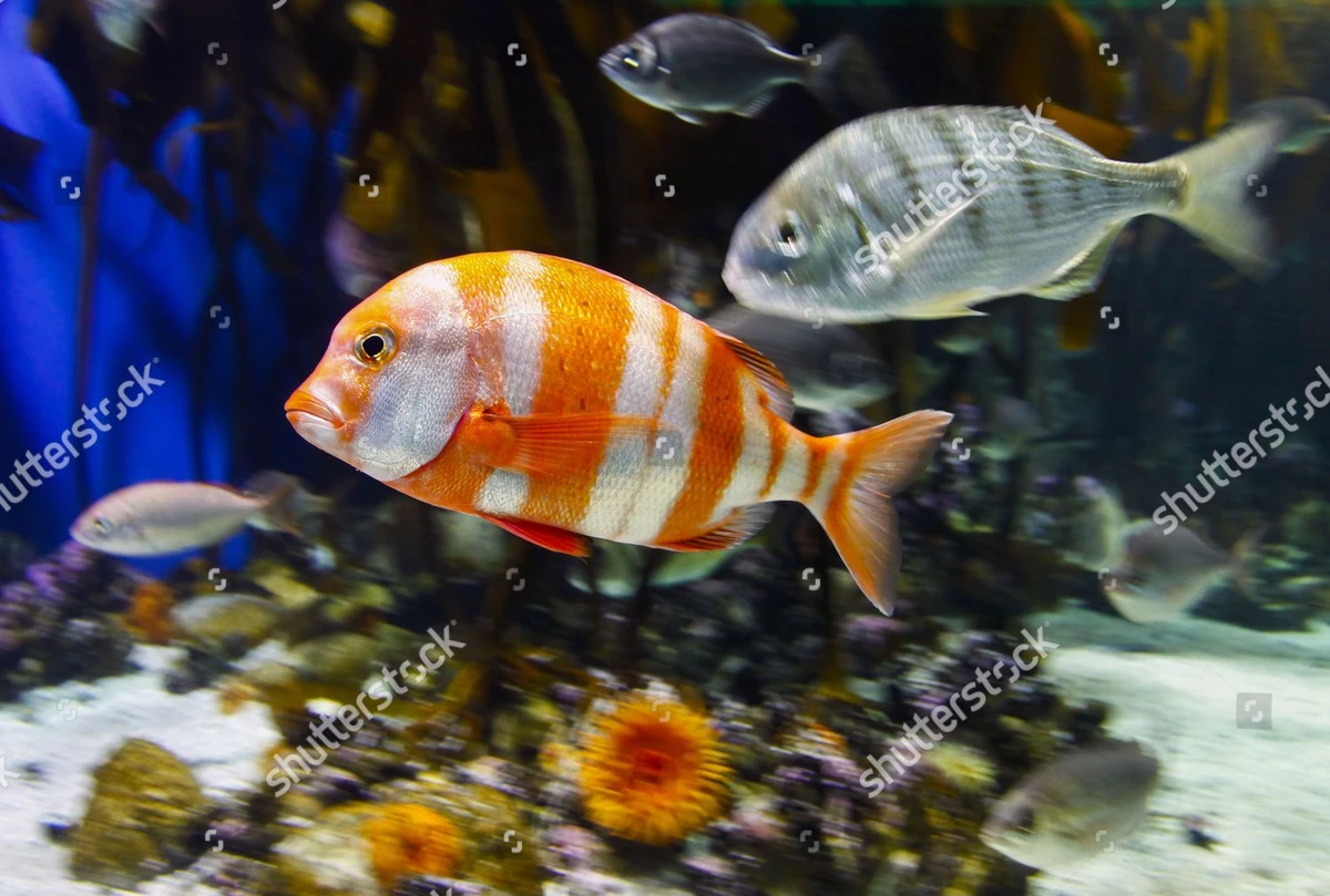 Red Stumpnose Seabream | NatureRules1 Wiki | Fandom