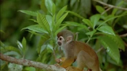 Guianan Squirrel Monkey | NatureRules1 Wiki | Fandom