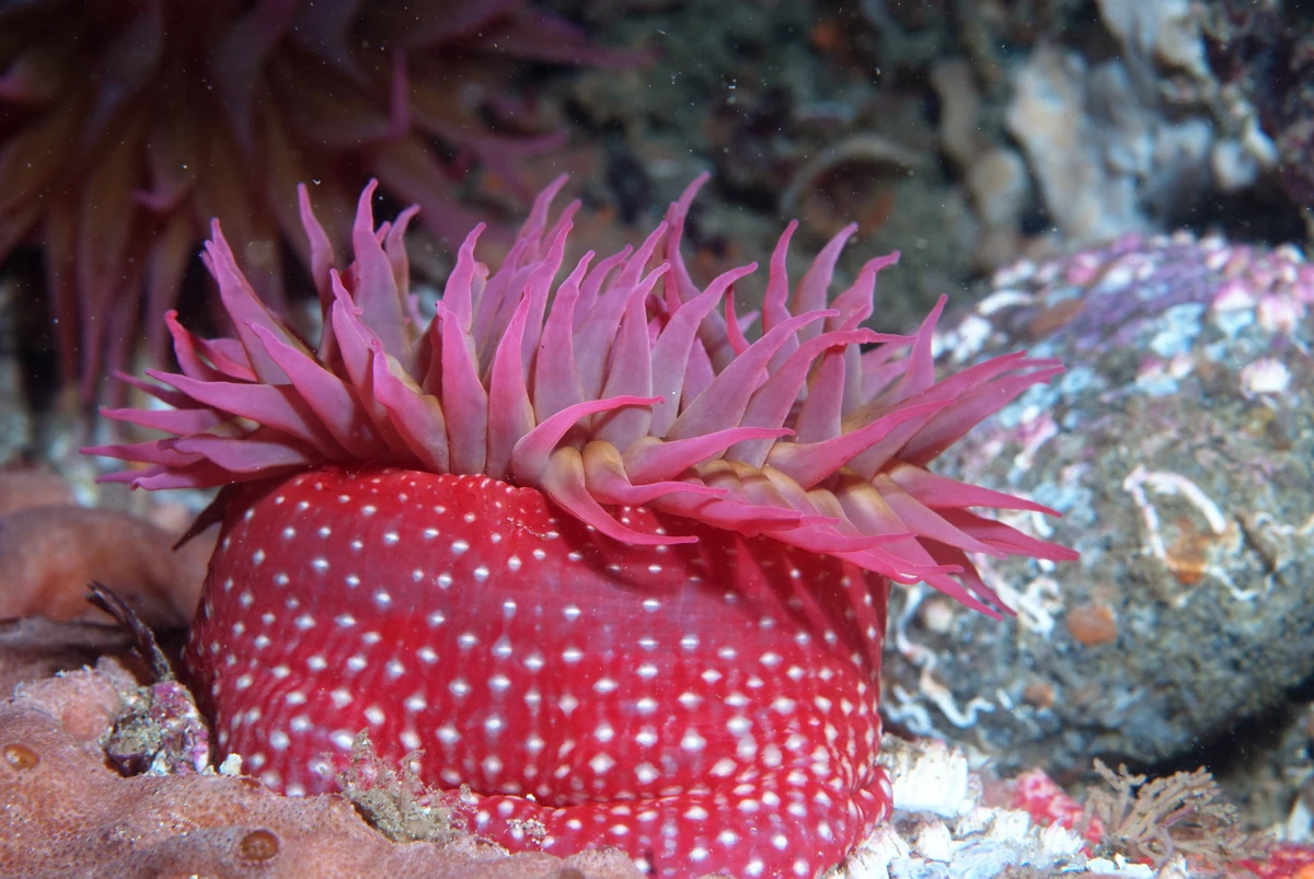 White-spotted Rose Anemone | NatureRules1 Wiki | Fandom