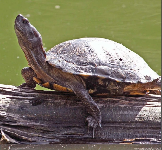 Western Pond Turtle | NatureRules1 Wiki | Fandom