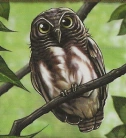 Javan Owlet | NatureRules1 Wiki | Fandom