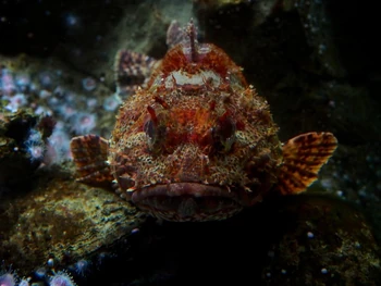 California Scorpionfish | NatureRules1 Wiki | Fandom