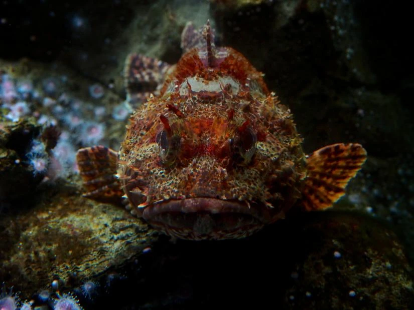 California Scorpionfish | NatureRules1 Wiki | Fandom