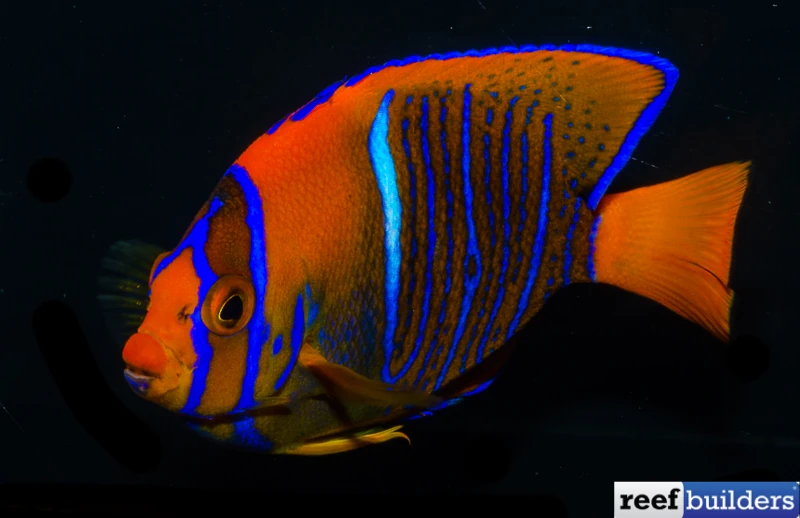 Clarion Angelfish | NatureRules1 Wiki | Fandom
