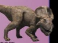 Protoceratops | NatureRules1 Wiki | Fandom