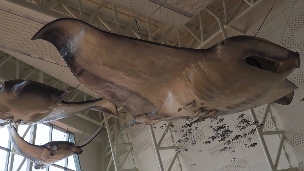 Manta-Man | NatureRules1 Wiki | Fandom