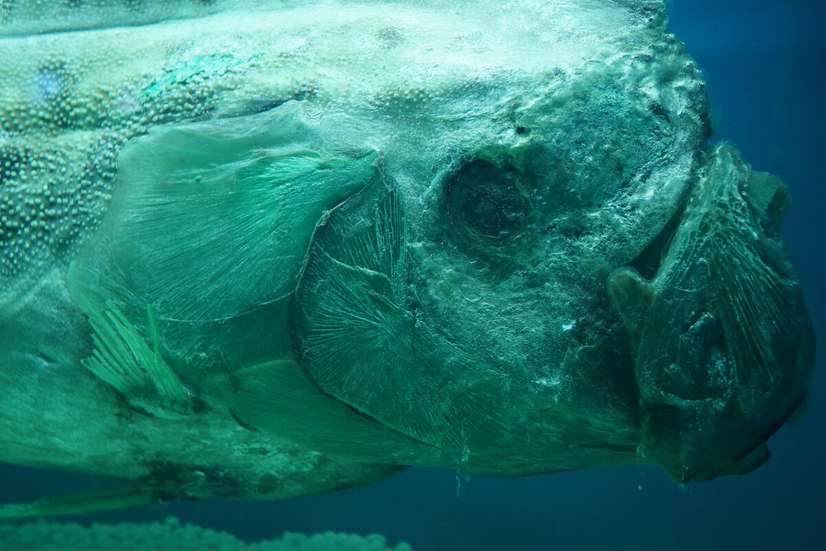 Russell's Oarfish | NatureRules1 Wiki | Fandom