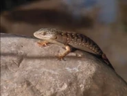 Northern Alligator Lizard | NatureRules1 Wiki | Fandom