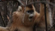 Golden Snub-nosed Monkey | NatureRules1 Wiki | Fandom