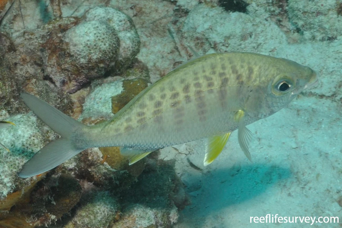 Yellowfin Mojarra | NatureRules1 Wiki | Fandom