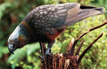 Kaka Parrot
