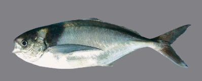 Blue Warehou | NatureRules1 Wiki | Fandom