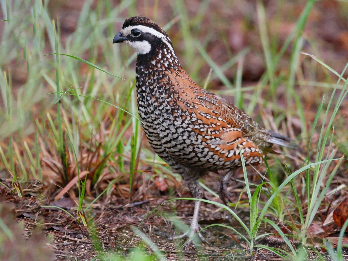 Northern Bobwhite | NatureRules1 Wiki | Fandom